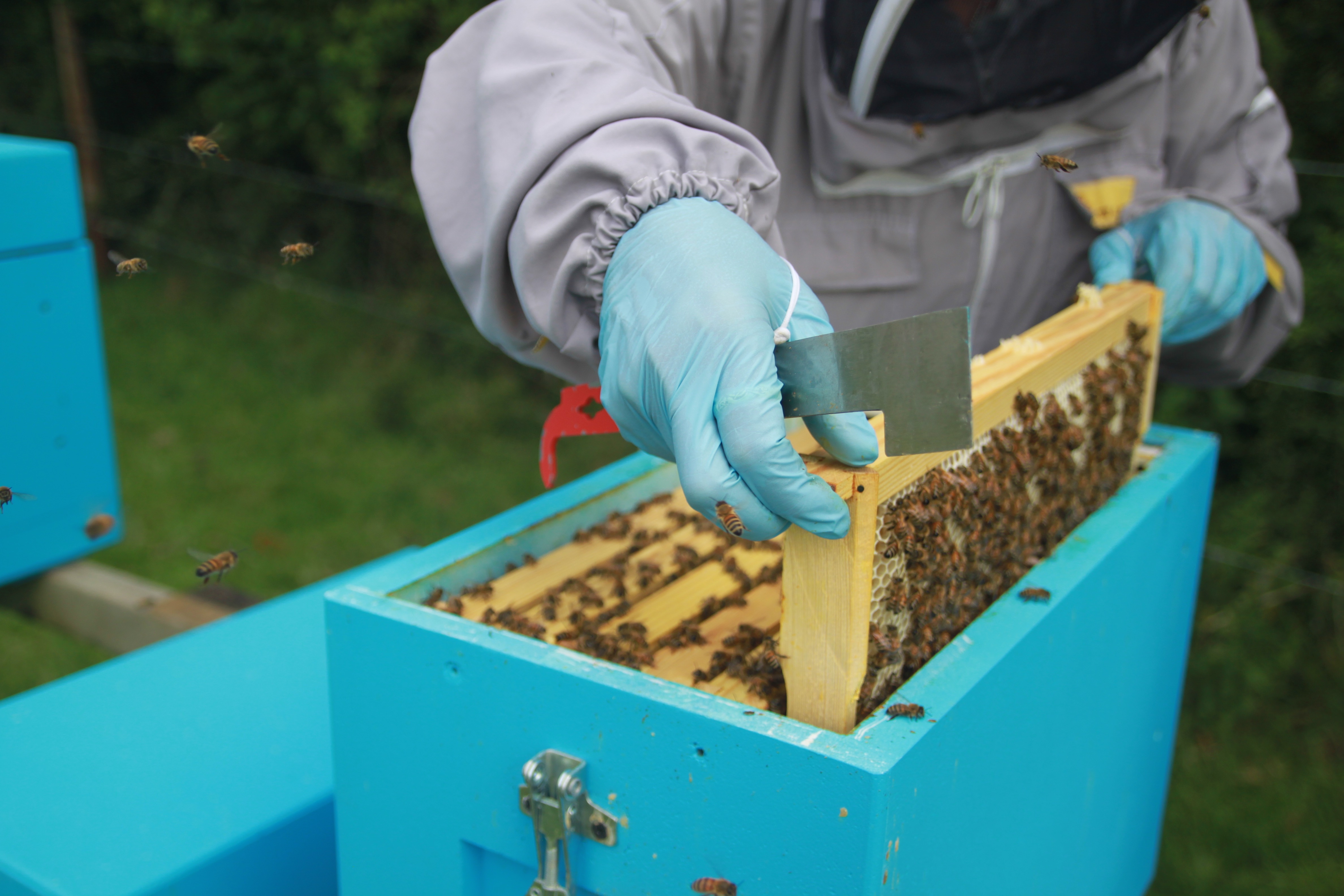 Beckys Beezzzs – Welcome to my Blog