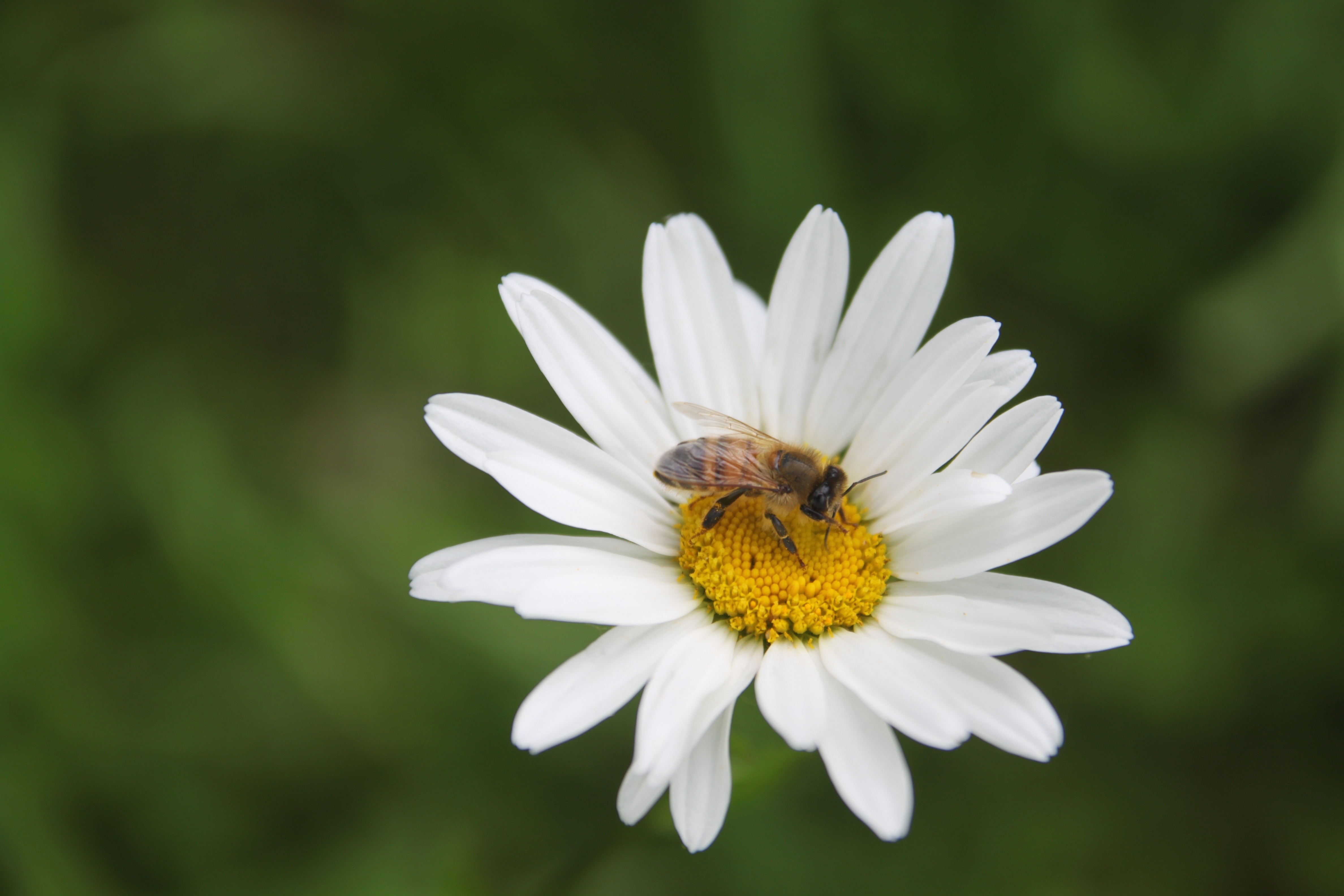 Beekeeping Advice & Help – Beckys Beezzzs
