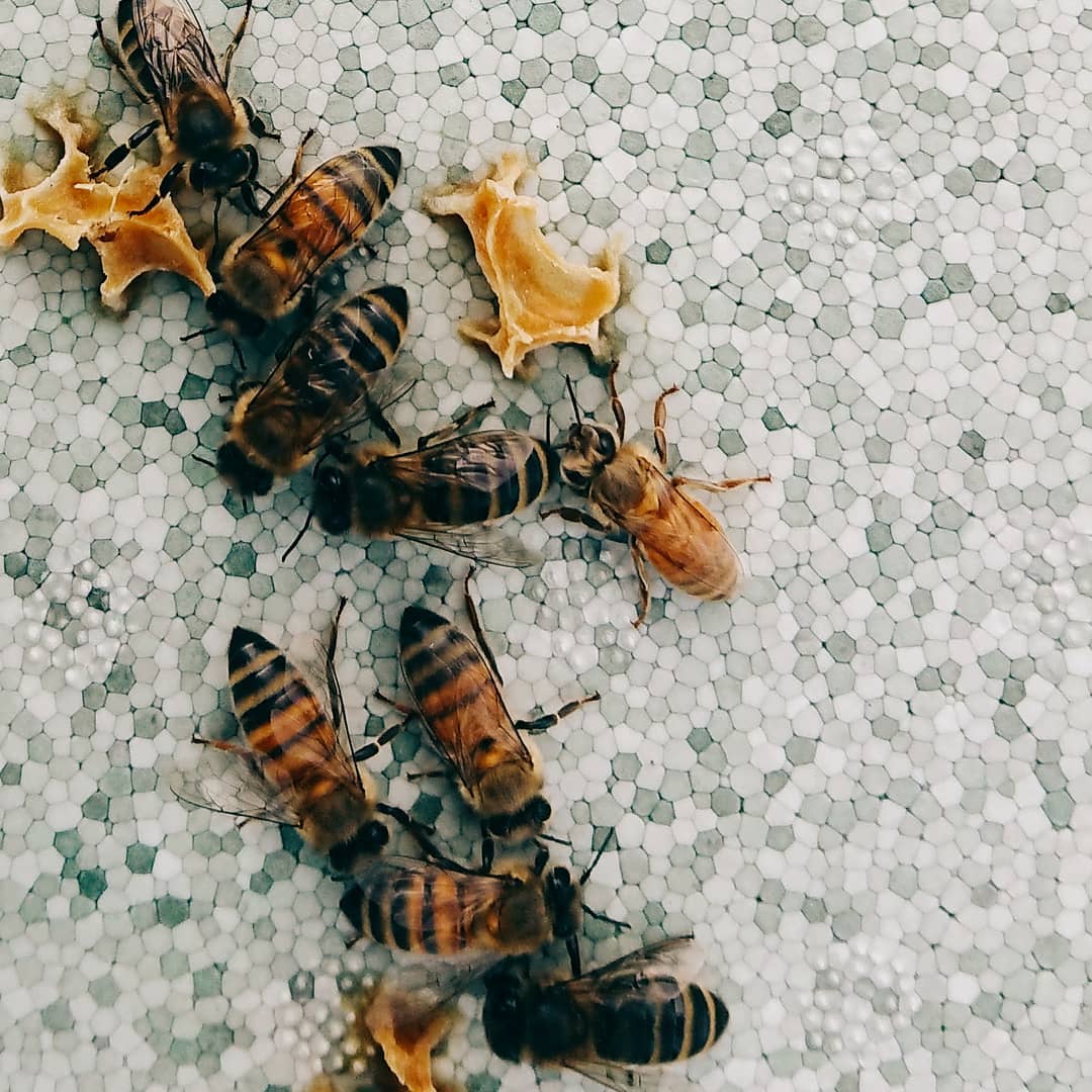 Beginner’s FAQ: Do I Need to Do A Beekeeping Course? – Beckys Beezzzs