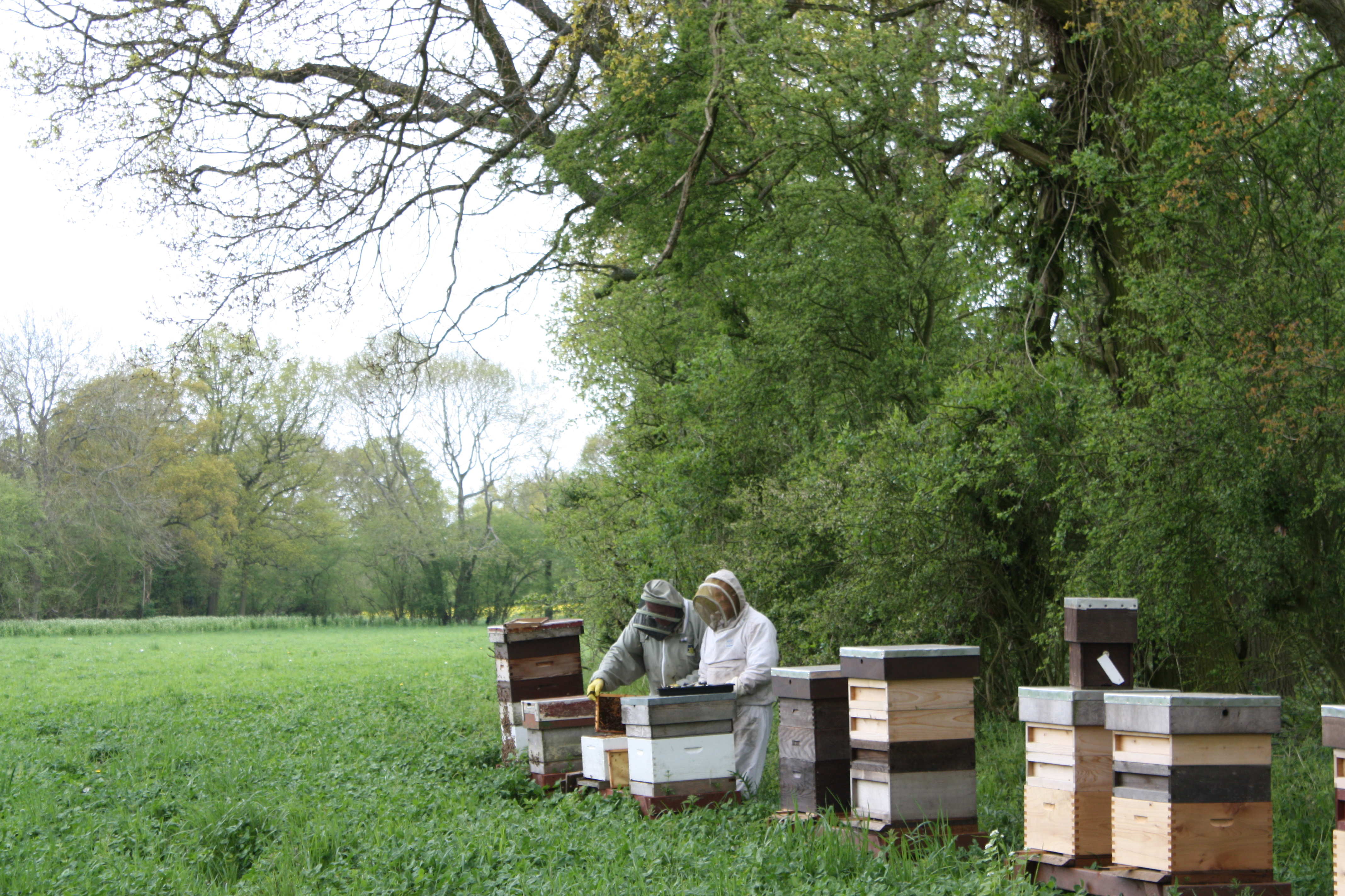 How Much Does it Cost to Start Beekeeping in 2020? – Beckys Beezzzs