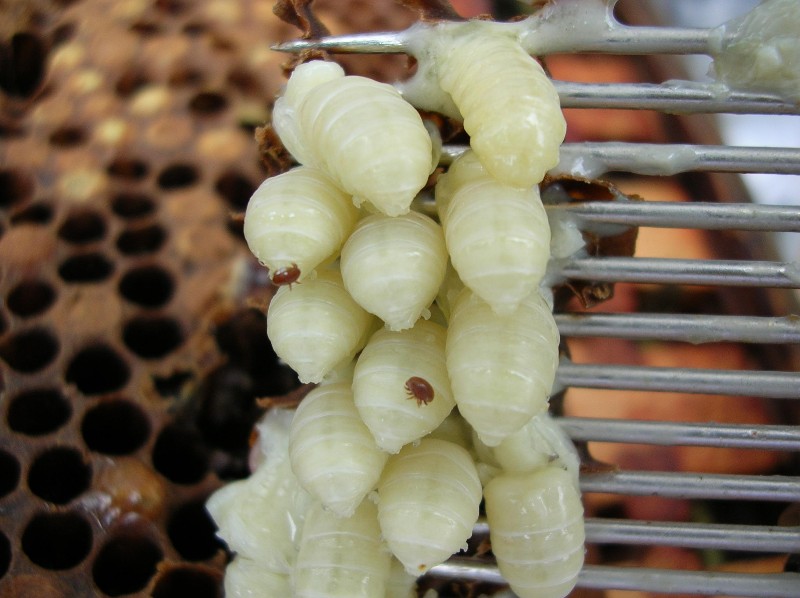 Should I treat for Varroa and what to use? – Beckys Beezzzs